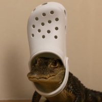 Crocs price now, Live Crocs price, marketcap, chart, and info | CoinCarp