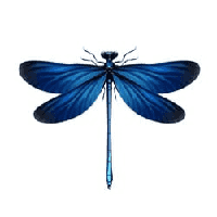 Dragon Fly(DRFLY) Liste d'adresses de portefeuille d'échange et ...