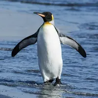 penguin tariff price now, Live PT price, marketcap, chart, and info ...