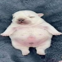 Top pibble (PIBBLE) Wallets | CoinCarp