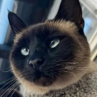 Piper The Cat price now, Live PIPER price, marketcap, chart, and info ...