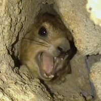 Screaming Hyrax(AWAWA)实时行情,Screaming Hyrax(AWAWA)的流通市值,24h成交额,图表以及简介 ...