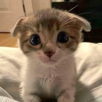 trilly price now, Live TRILLY price, marketcap, chart, and info | CoinCarp