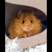 Woolly Mouse price now, Live WOOLLY price, marketcap, chart, and info ...